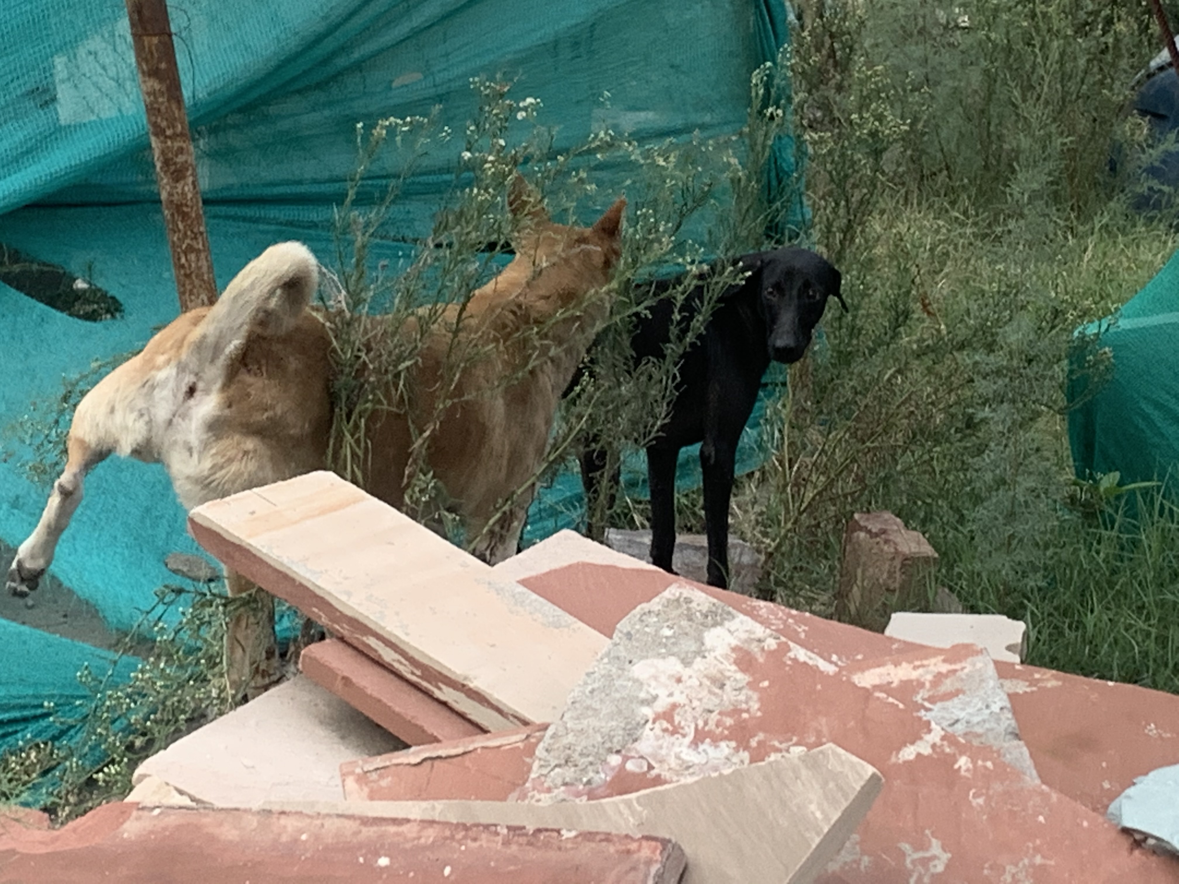 Dealing with the Darned Dragon-V: Time to Kowtow!? – Road Much Travelled